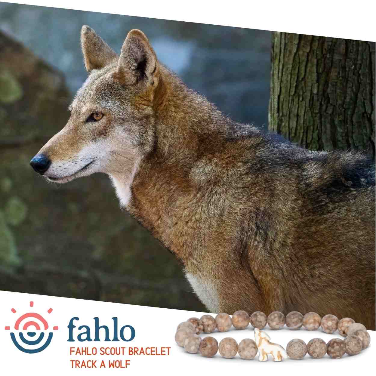 Fahlo Scout Bracelet - Track a Wolf | Just-Jonah