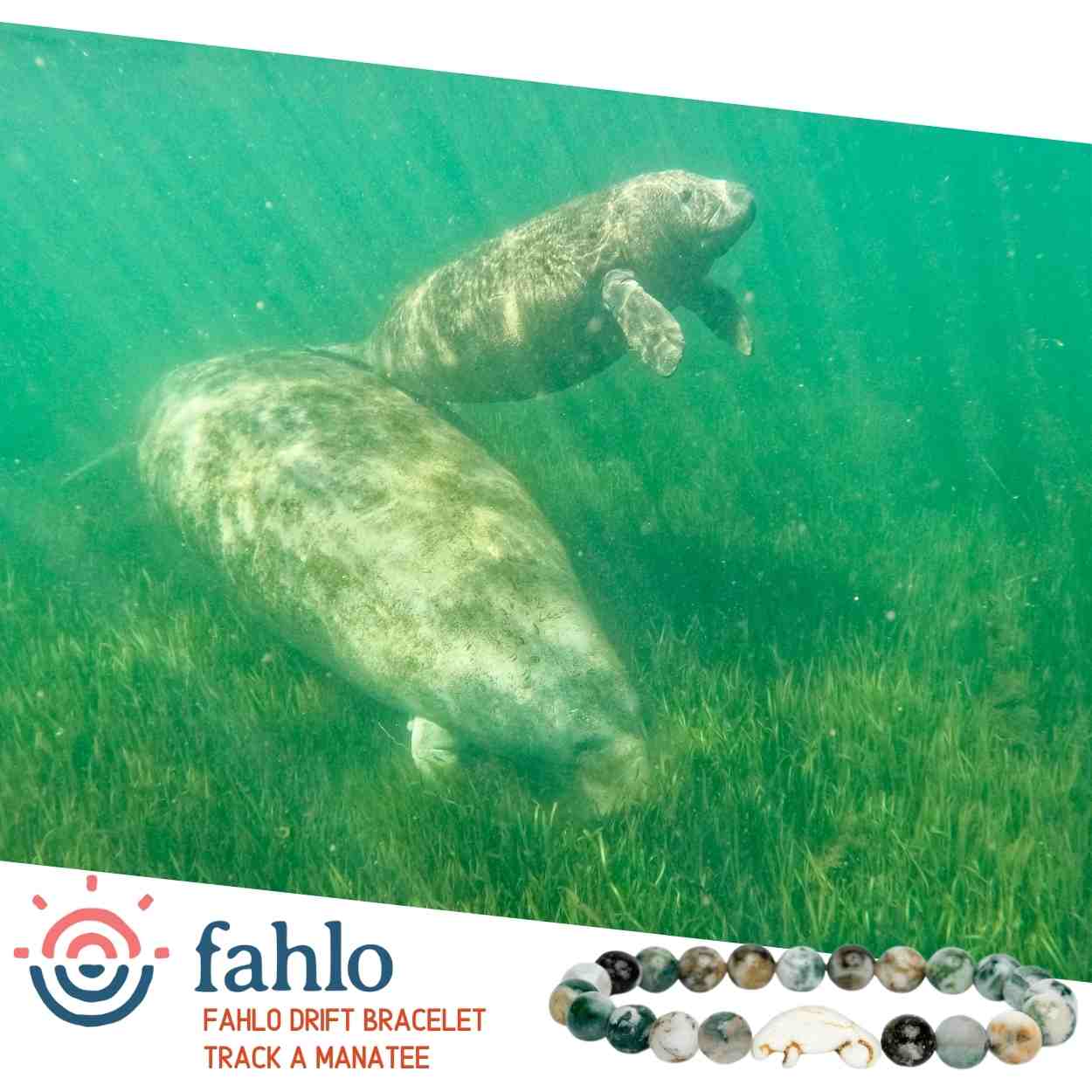 Fiacla Manatee Fahlo Manatee Tracking Bracelet