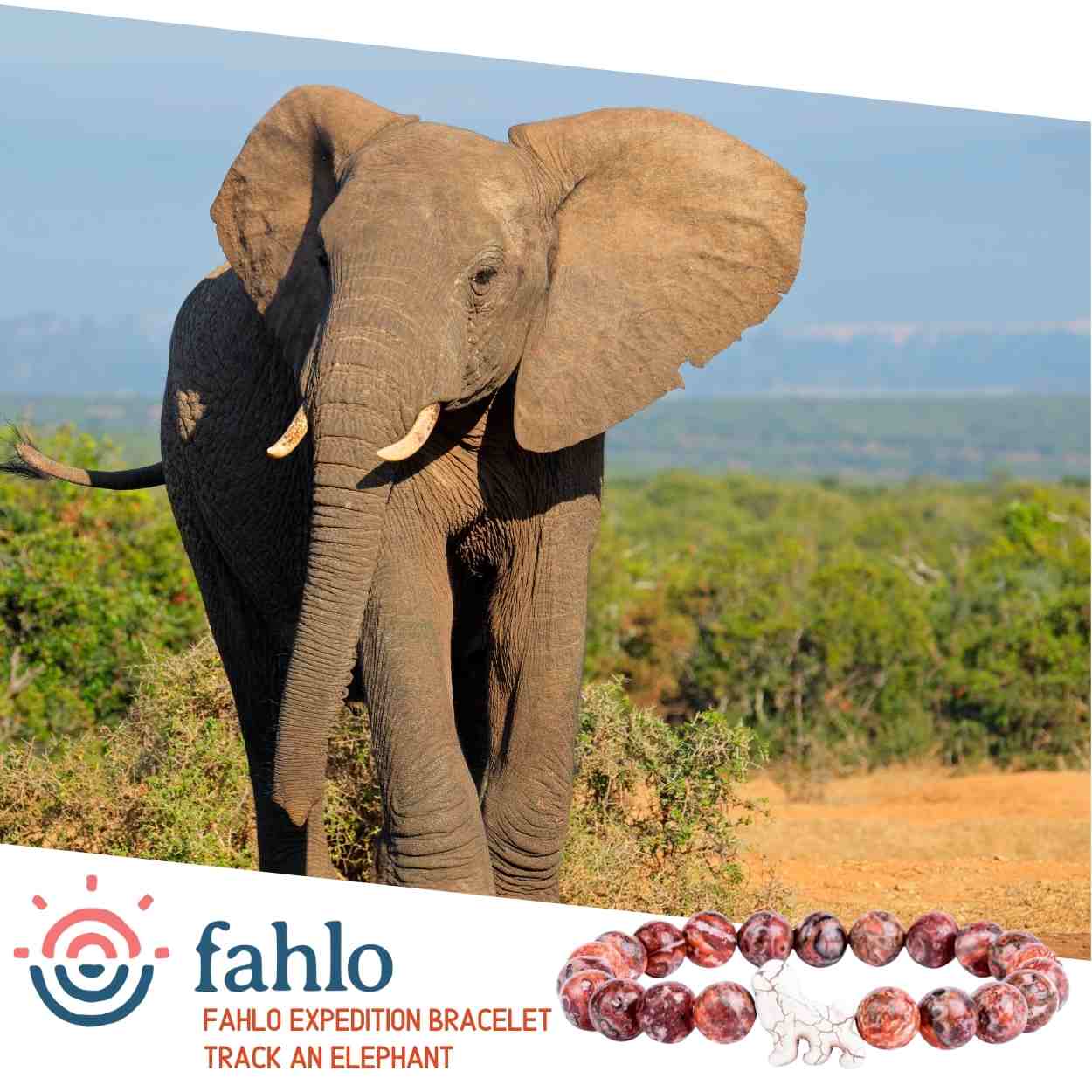 Fahlo Expedition Elephant Tracking Bracelet | Just-Jonah