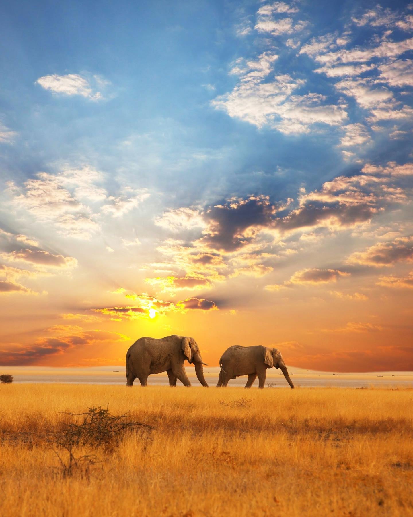 Fahlo Expedition Elephant Tracking Bracelet | Just-Jonah