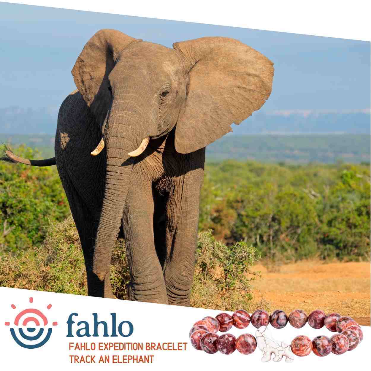 Fahlo Expedition Elephant Tracking Bracelet | Just-Jonah